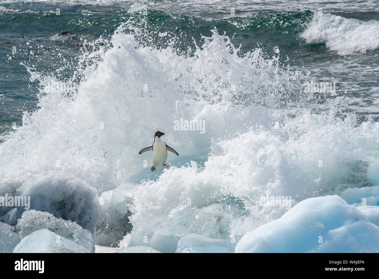 Antarctica, Antarctic Peninsula, Brown Bluff Adelie penguin, crashing ...
