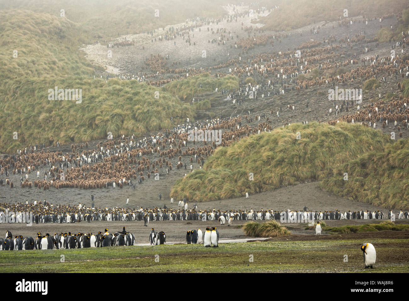 Penguin breeding ground hi-res stock photography and images - Alamy