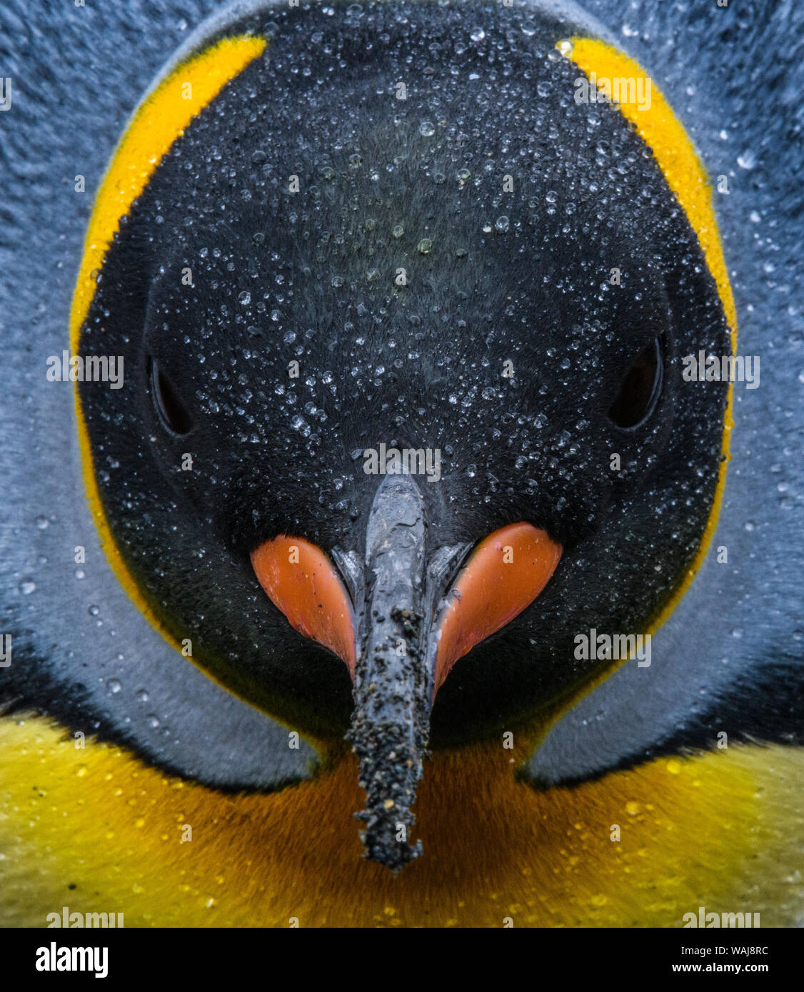 King penguin symmetry hi-res stock photography and images - Alamy