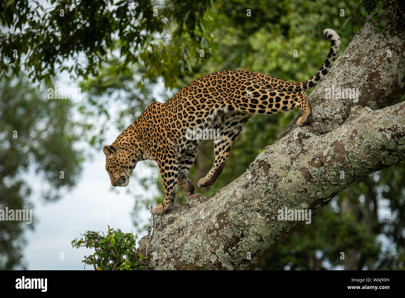Leopard walks down lichen-covered branch lifting foot Stock Photo - Alamy