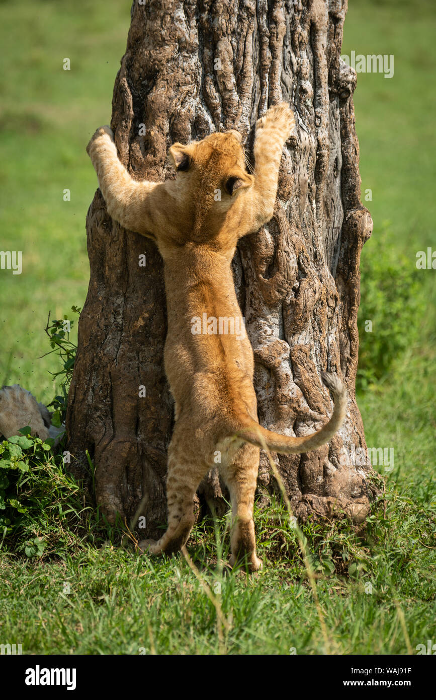 Lion cub tries to climb tree trunk Stock Photo - Alamy