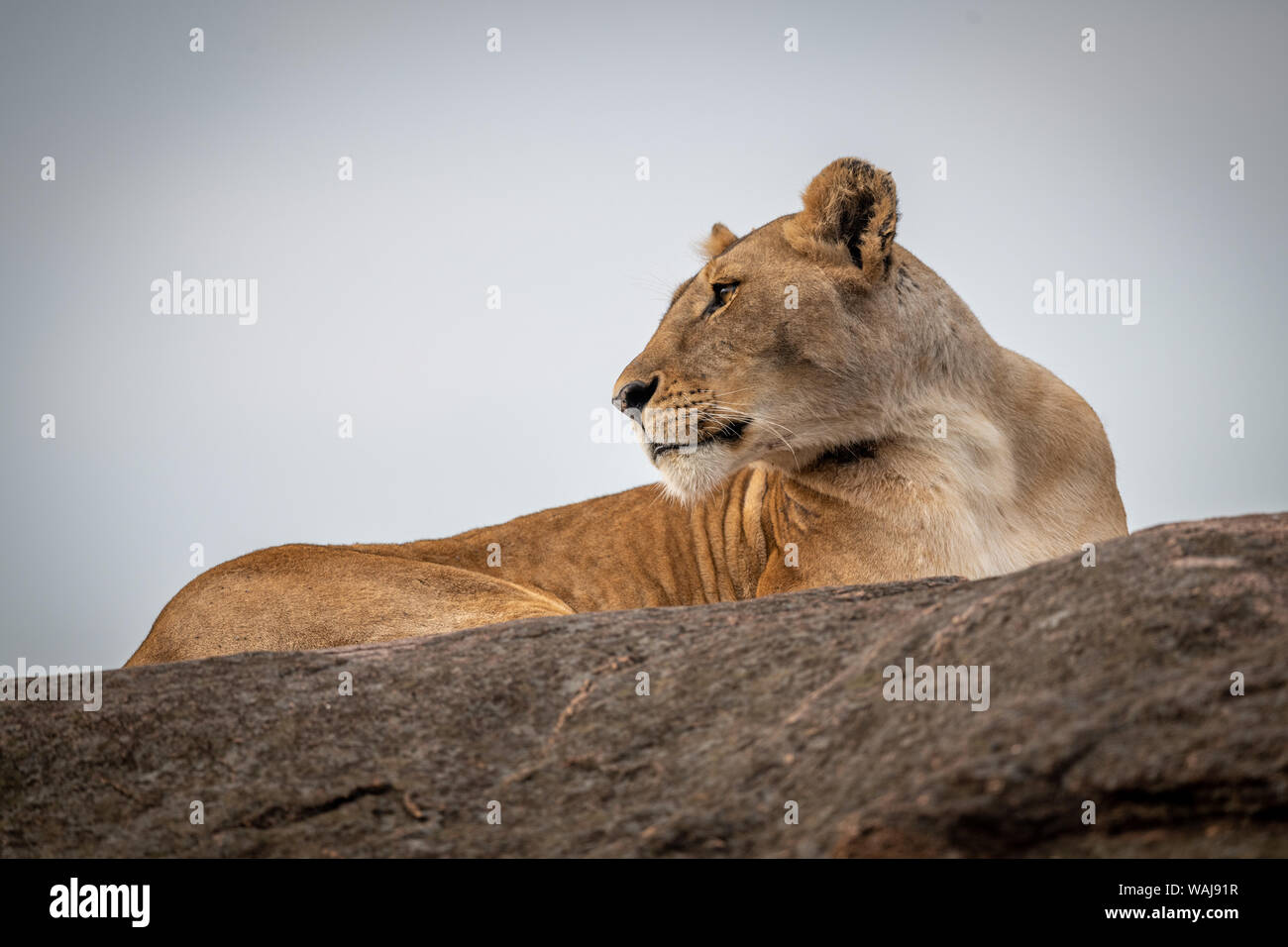 Lioness lies on rock against grey sky Stock Photo - Alamy