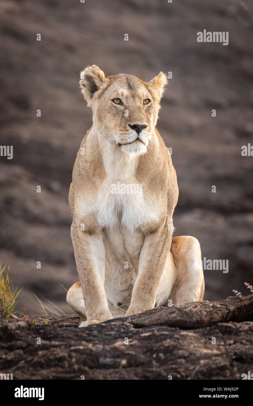 Lioness sits on rock by grass tuft Stock Photo - Alamy