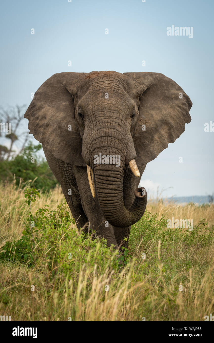 Elephant trunk curling hi-res stock photography and images - Alamy