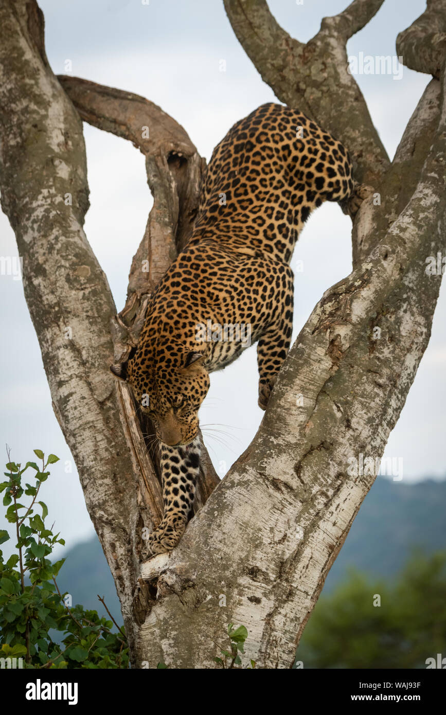 Jaguar Climbing Down Tree