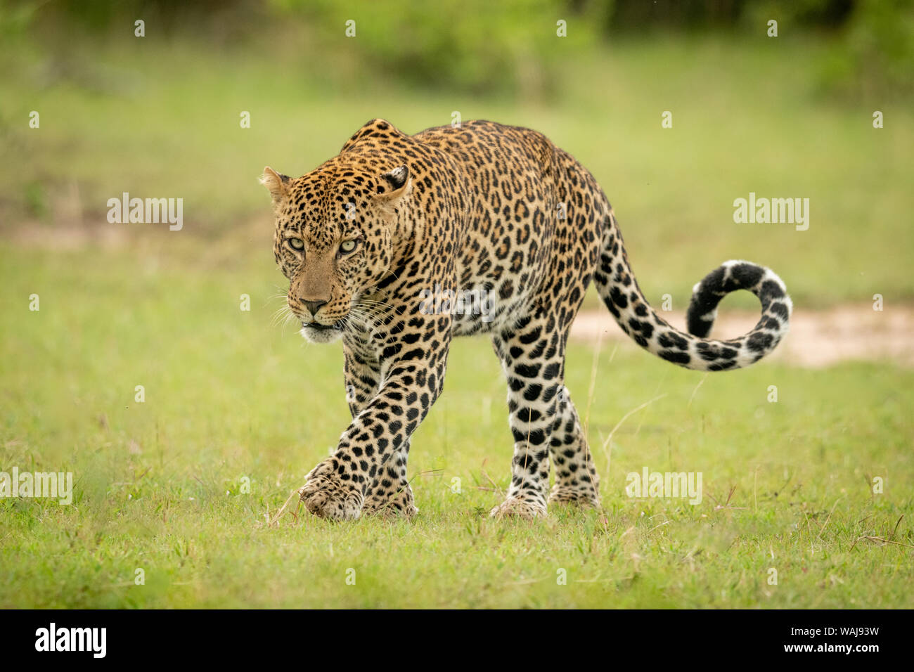 Leopard tail hi-res stock photography and images - Alamy