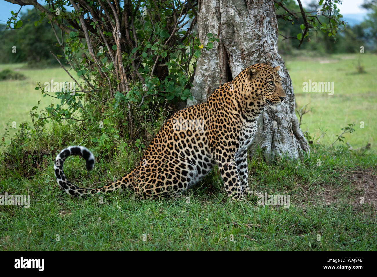 Male leopard sitting by tree in profile Stock Photo - Alamy