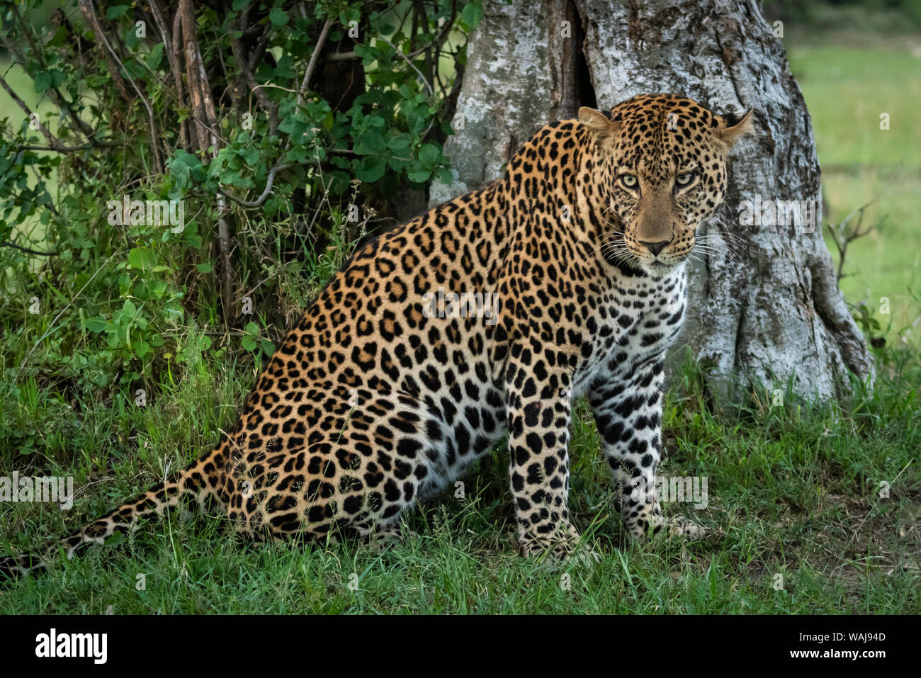 Male leopard sitting by tree turning head Stock Photo - Alamy