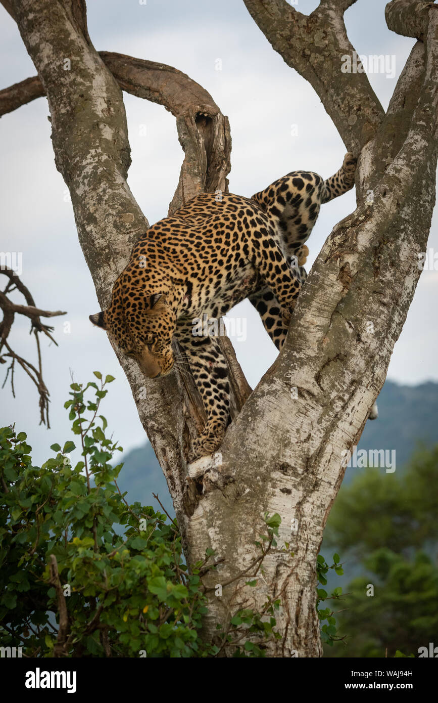Leopard in tree looking down hi-res stock photography and images - Alamy