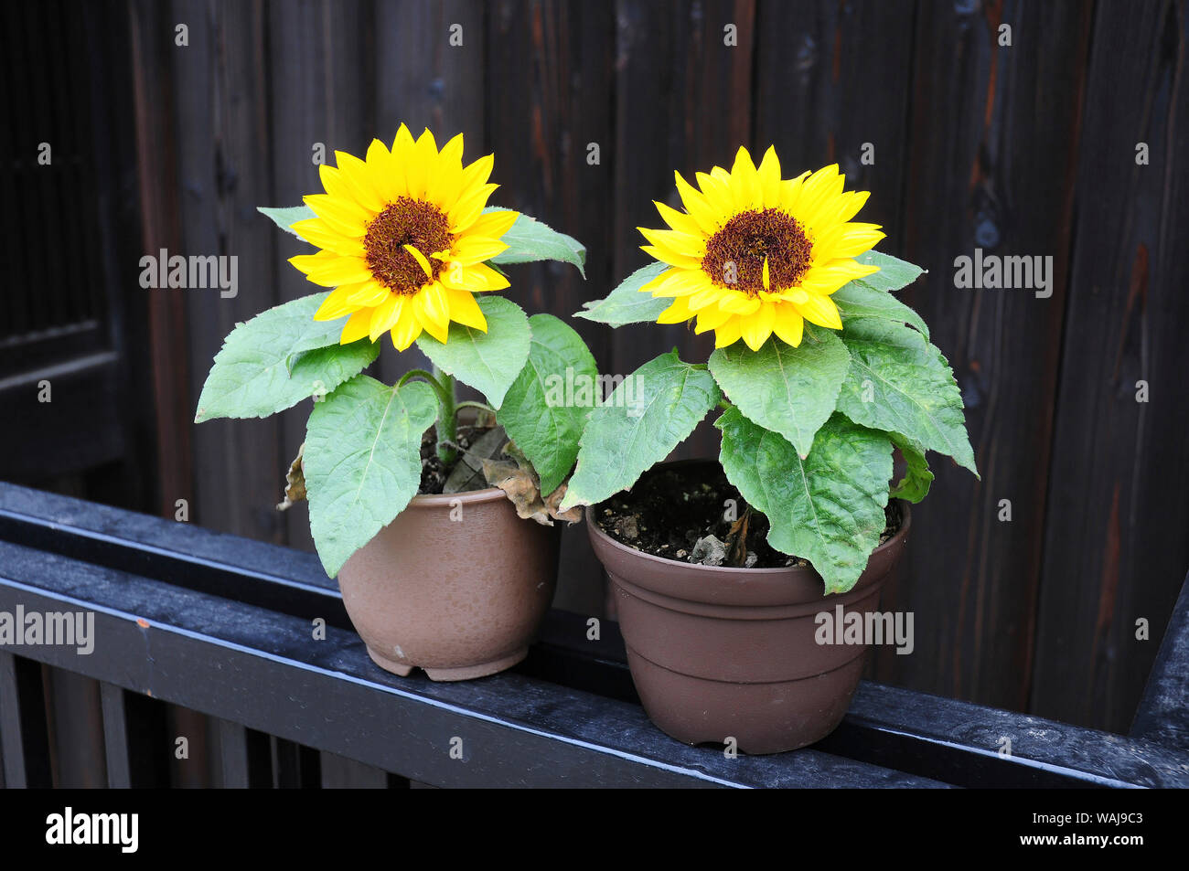 Two Sunflowers High Resolution Stock Photography and Images - Alamy