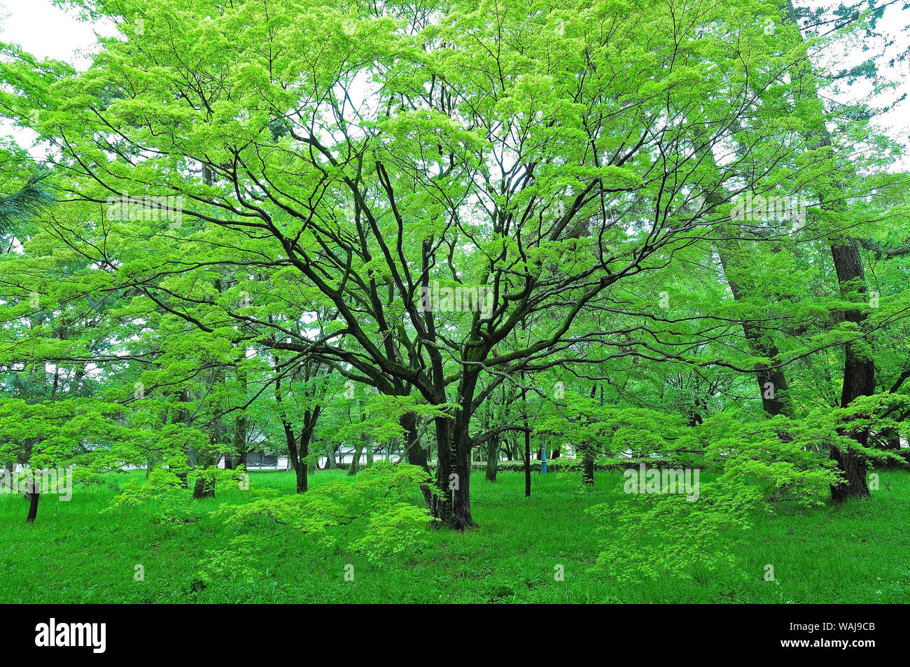 Shin forest hi-res stock photography and images - Alamy