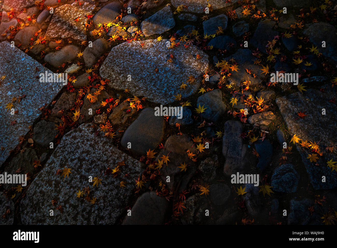 Rock maple tree hi-res stock photography and images - Alamy