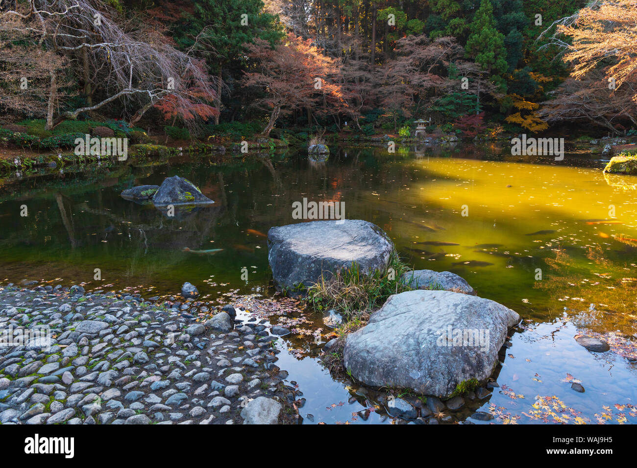 Rock path in the lake filled with koi fish in the Narita Temple Gardens ...