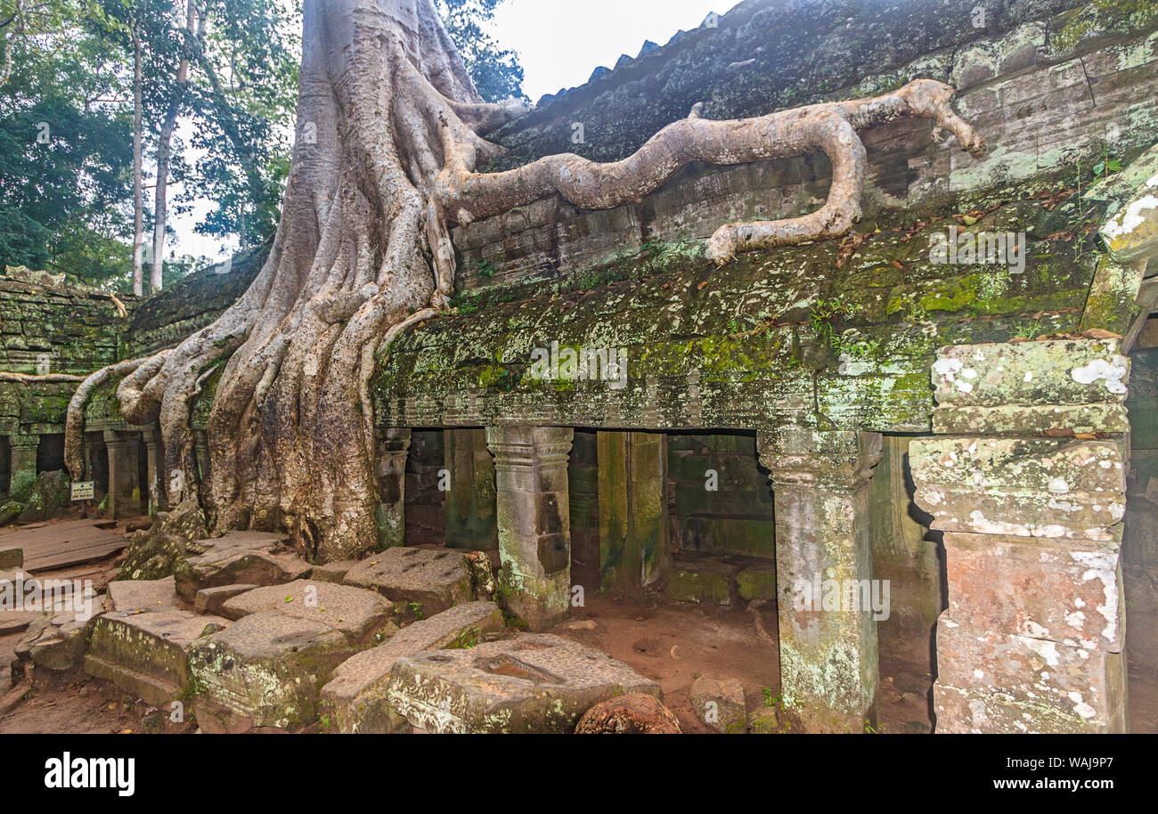 Cambodia. Octopus Root tree at Ta Prohm in the Angkor complex. Also ...