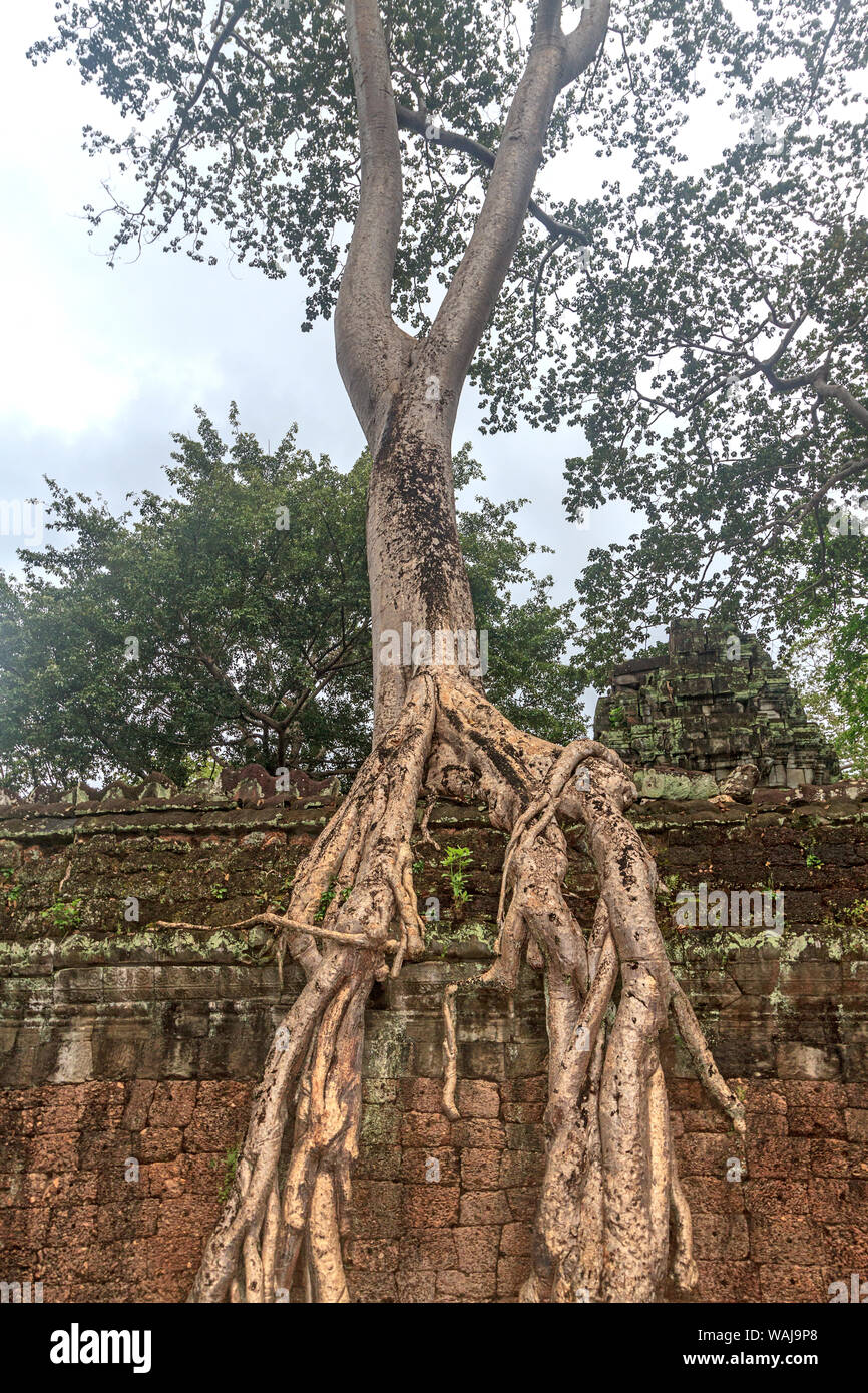 Cambodia. Root at Ta Prohm in the Angkor complex. Also called the ...