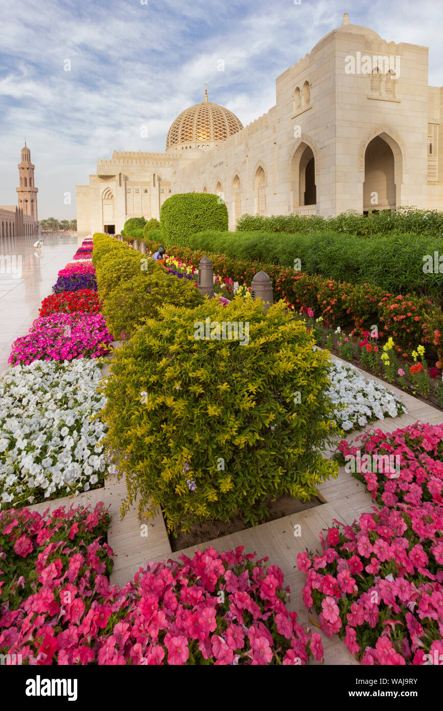 Muscat Flower High Resolution Stock Photography and Images - Alamy