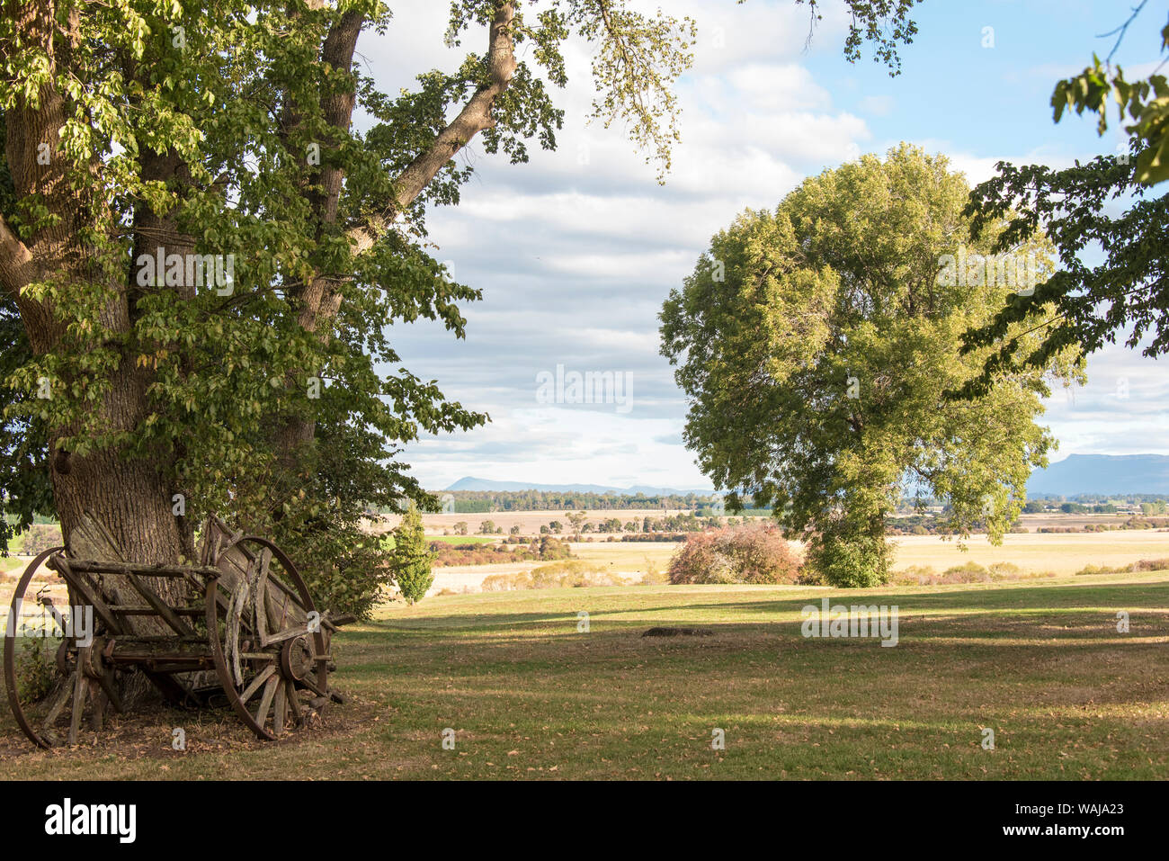 Australia, Tasmania, Quamby Estate giant elm trees near Launceston ...