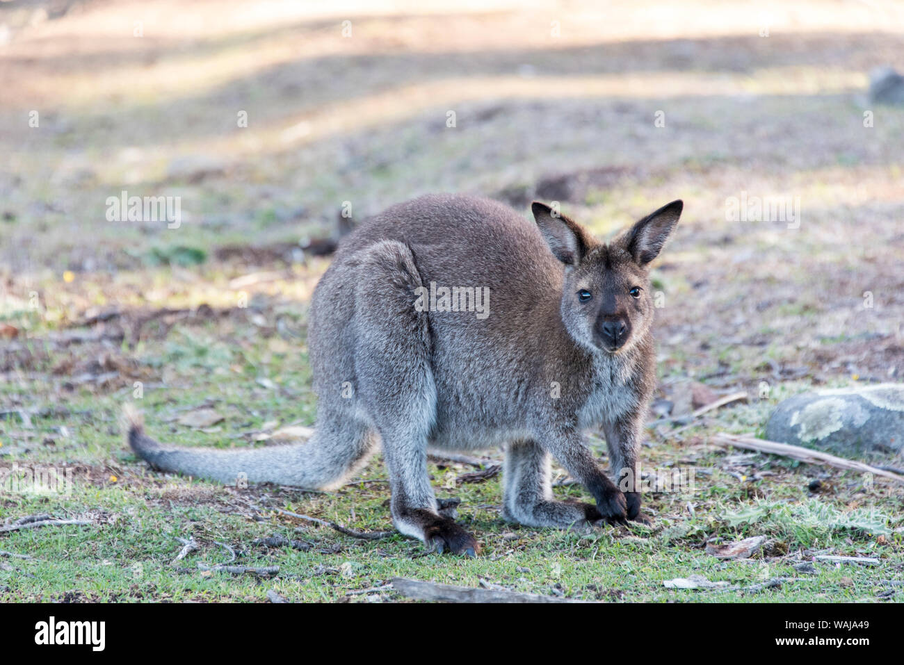 Australia, Tasmania, Maria Island National Park. Bennett's wallaby eye ...