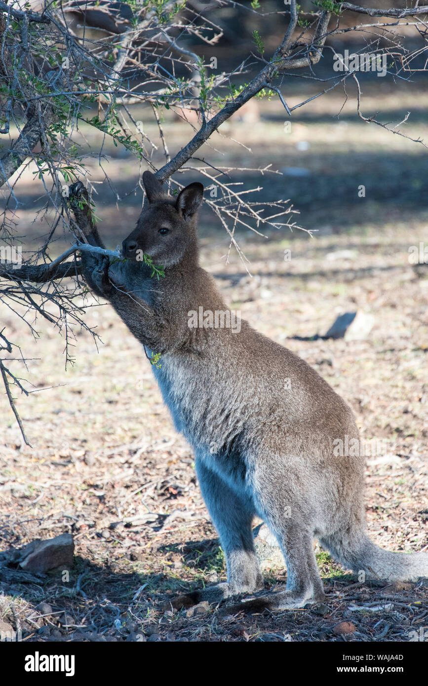 Australia, Tasmania, Maria Island National Park. Bennett's wallaby male ...