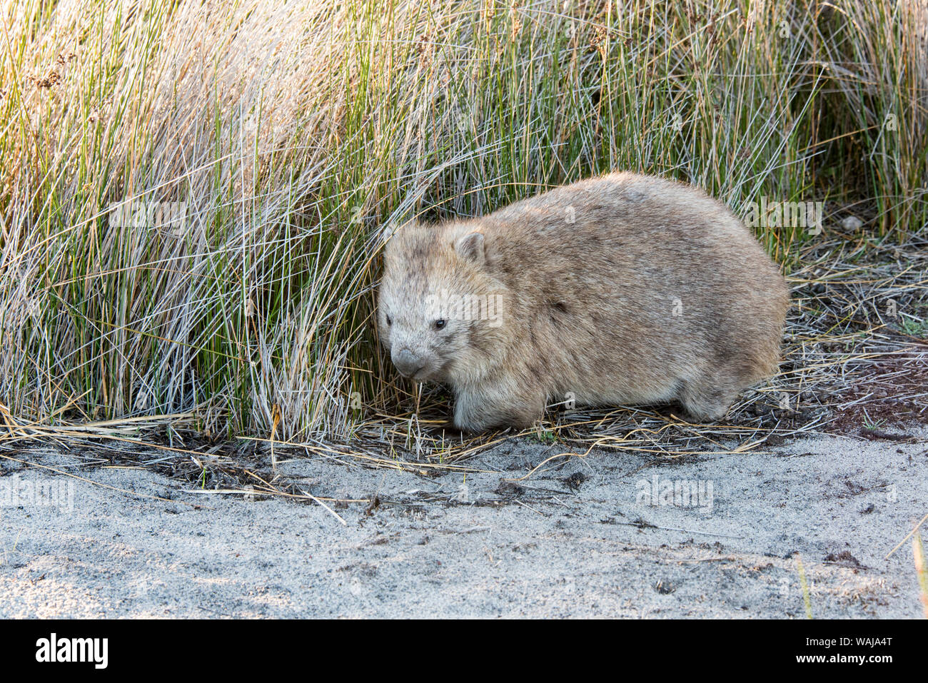 Australia, Tasmania, Maria Island. Wombat edge of grasses on sand Stock ...