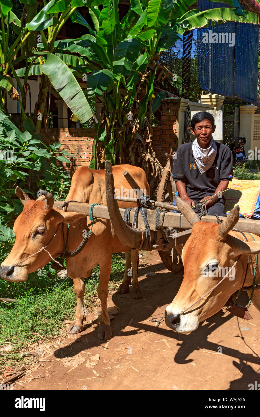 Koh Trong Island, Cambodia. Ox cart driver. Ox carts are commonly used ...