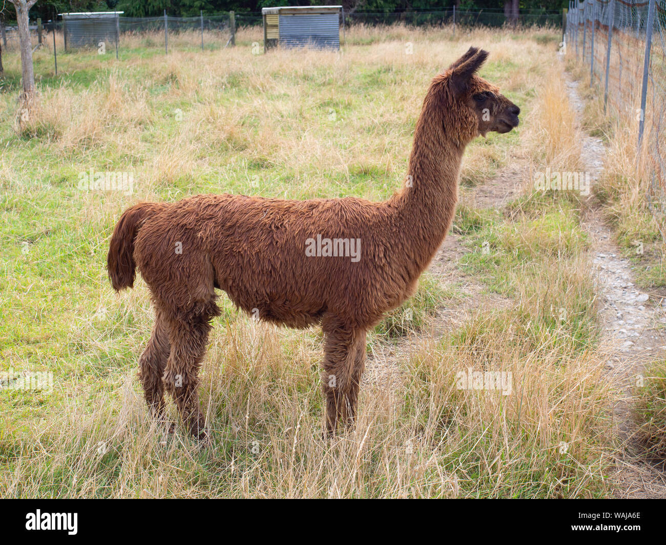 Brown Alpaca In A Farm Paddock Stock Photo - Alamy