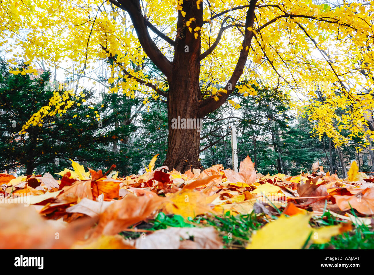 Autumn season colorful of tree and leaves in Japan Stock Photo - Alamy