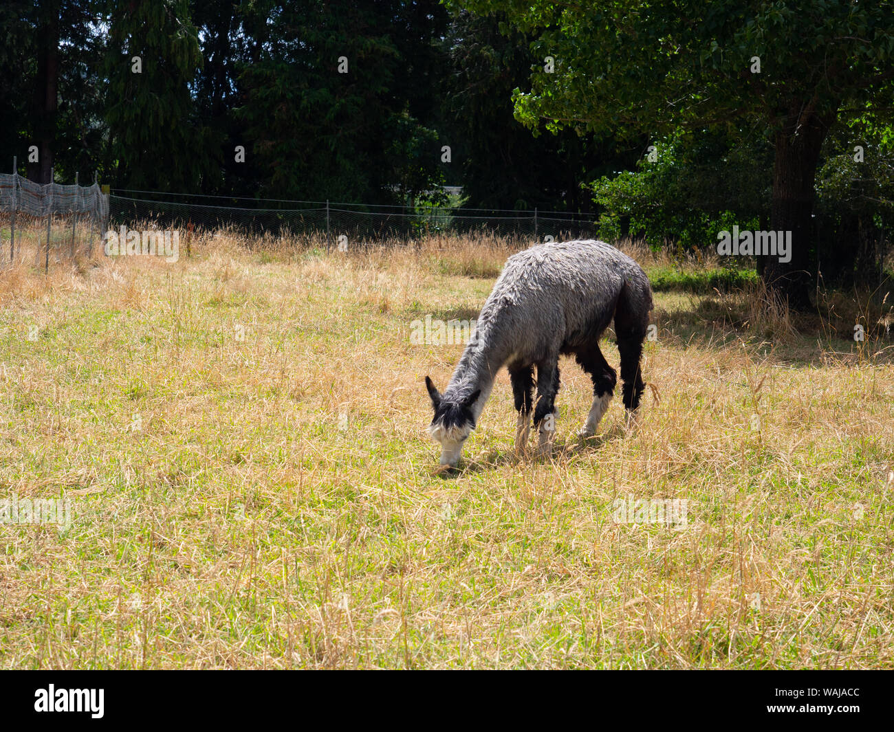 Alpaca Grazing In A Farm Paddock Stock Photo - Alamy