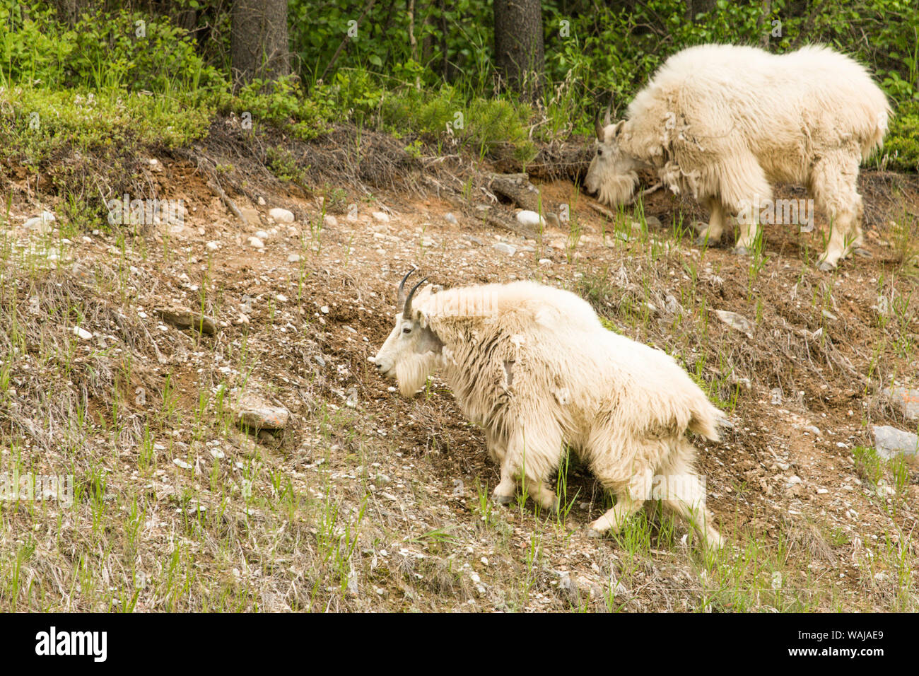 Banff National Park, Alberta, Canada. Mountain goats at a salt lick ...