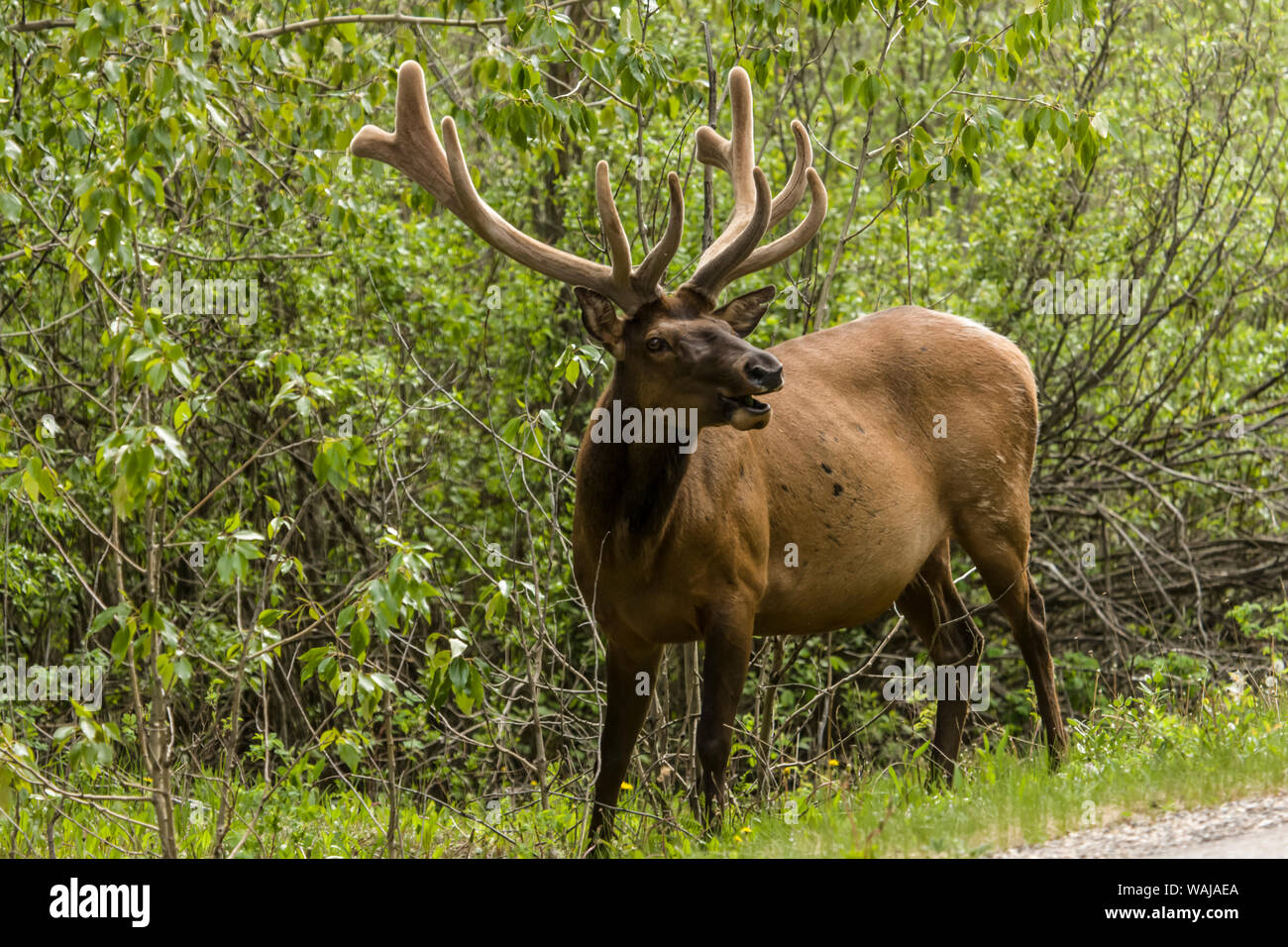 Banff, Alberta, Canada. Male American elk alongside the road Stock ...