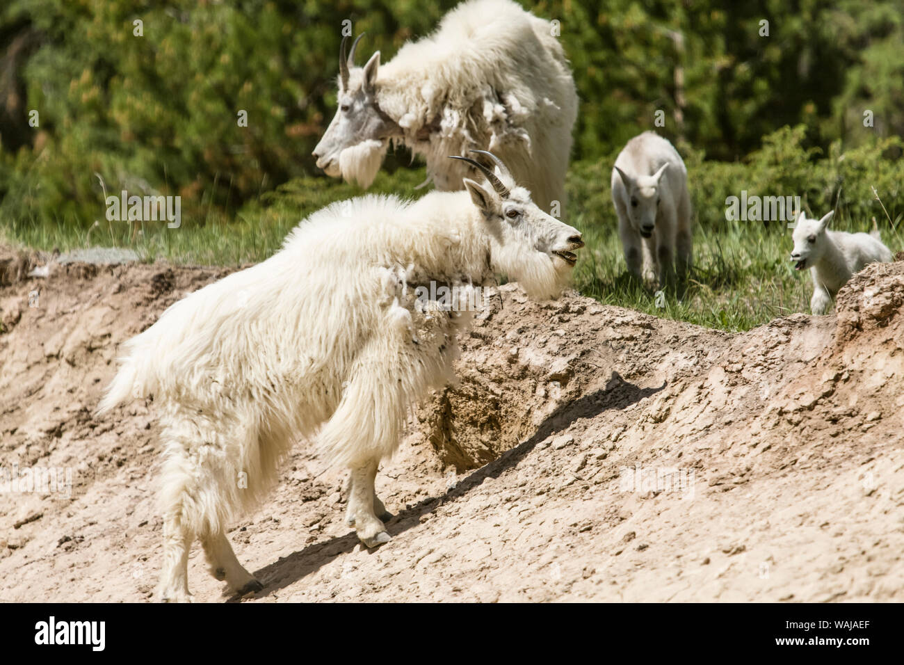 Banff National Park, Alberta, Canada. Mountain goat at a salt lick on ...