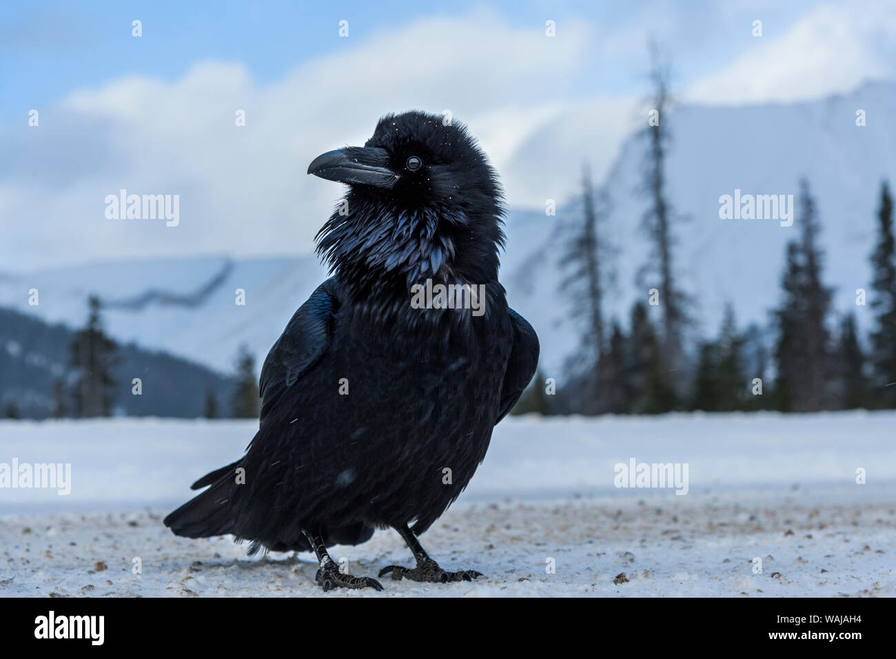 Canada, Alberta, Icefields Parkway. Common raven at roadside Stock ...