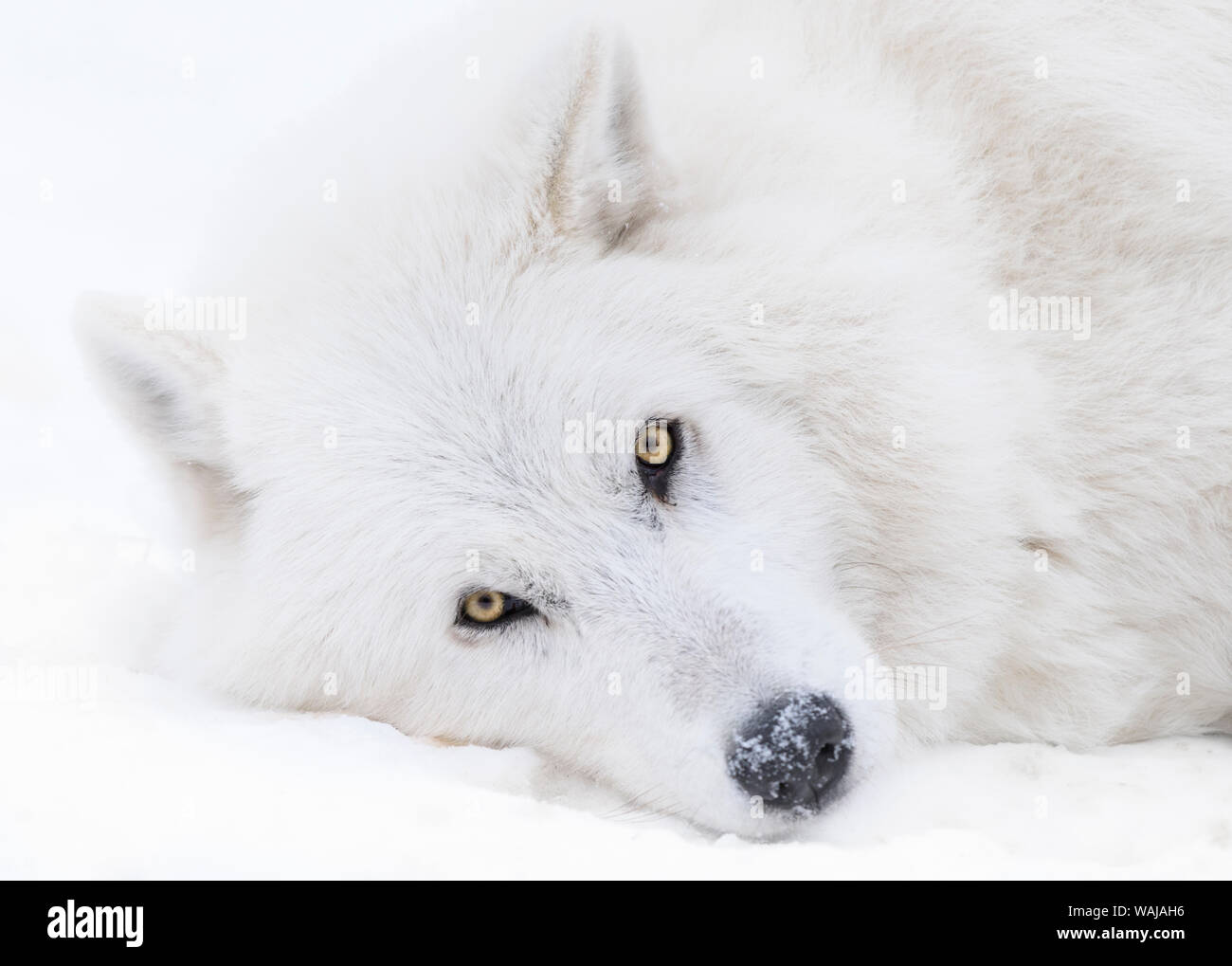 Canada, Alberta, Yamnuska Wolfdog Sanctuary. White wolfdog portrait ...