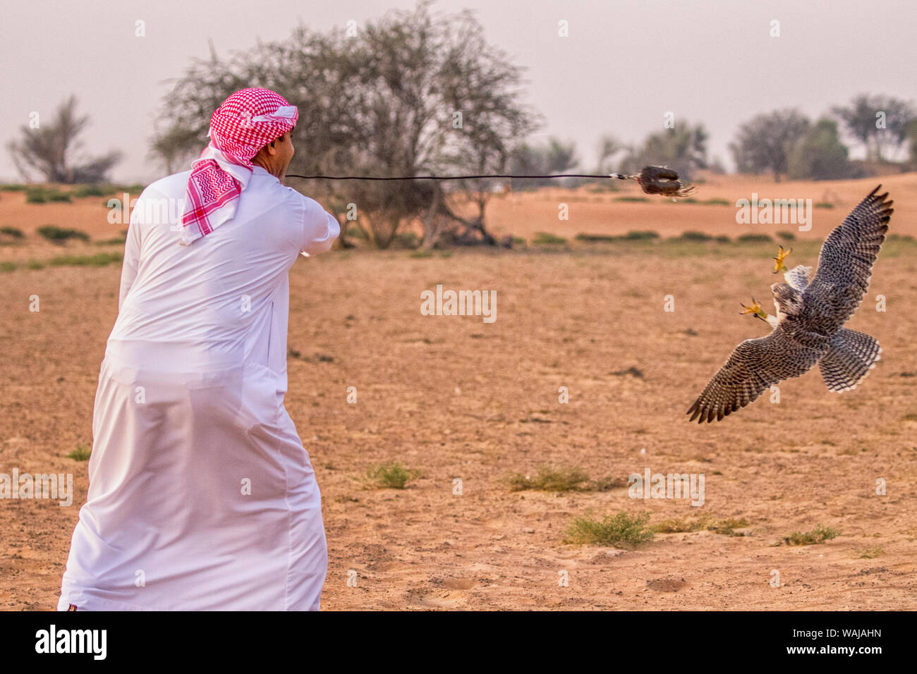 Abu dhabi desert falcon hi-res stock photography and images - Alamy