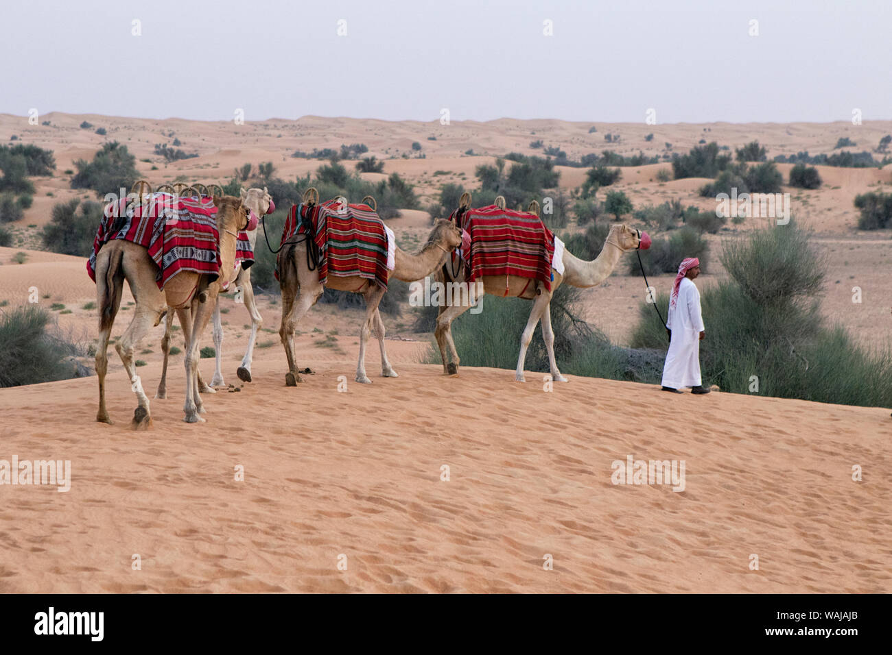 Camel train in desert. Abu Dhabi, UAE Stock Photo - Alamy