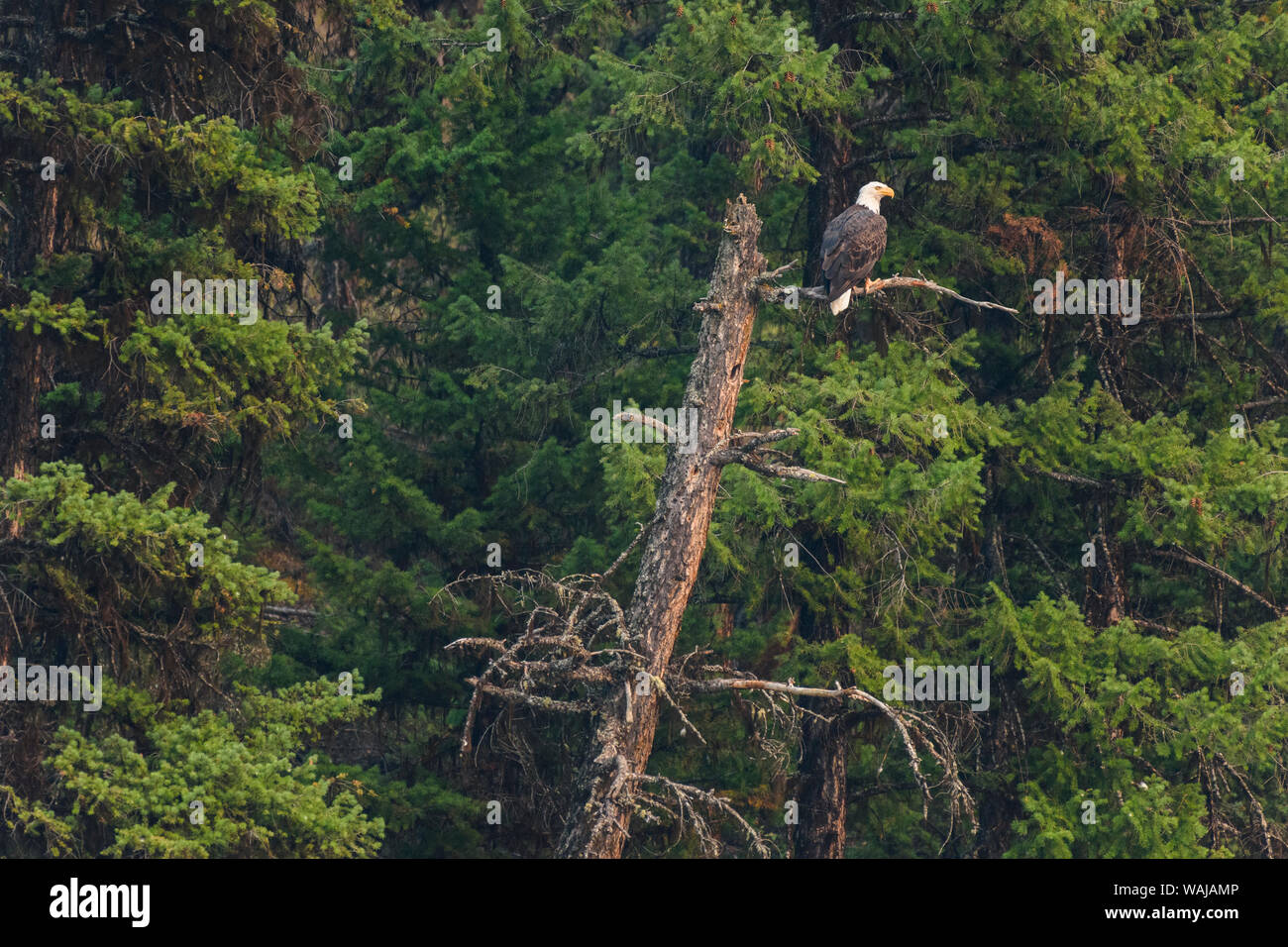 Canada, British Columbia. Bald eagle perched on a snag Stock Photo - Alamy