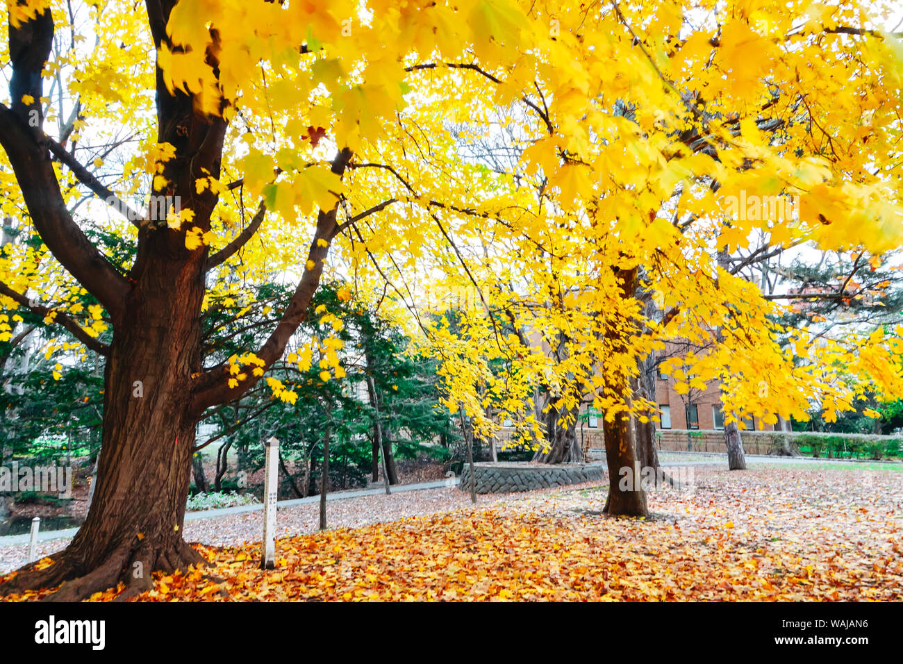 Autumn season colorful of tree and leaves in Japan Stock Photo - Alamy