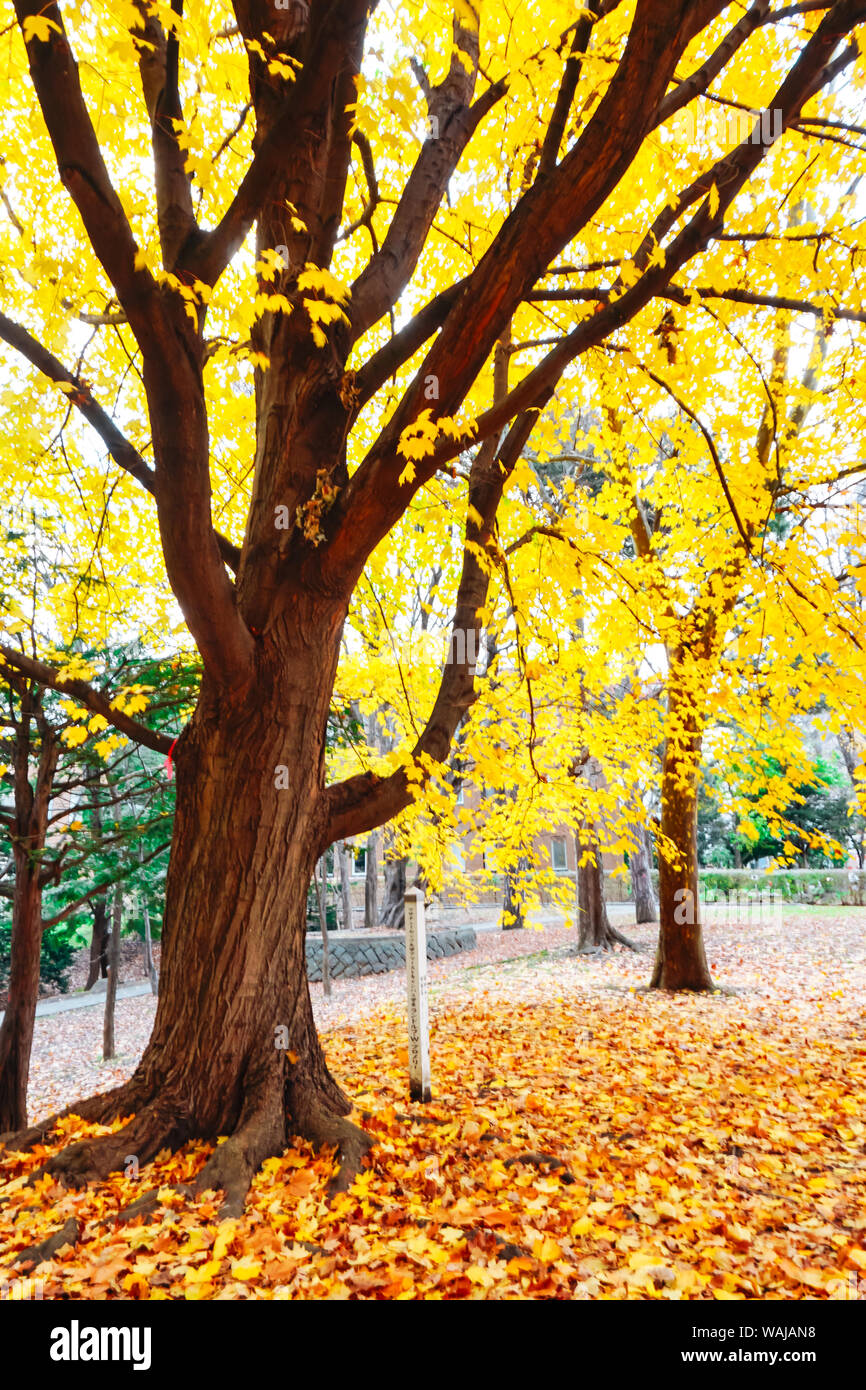 Autumn season colorful of tree and leaves in Japan Stock Photo - Alamy
