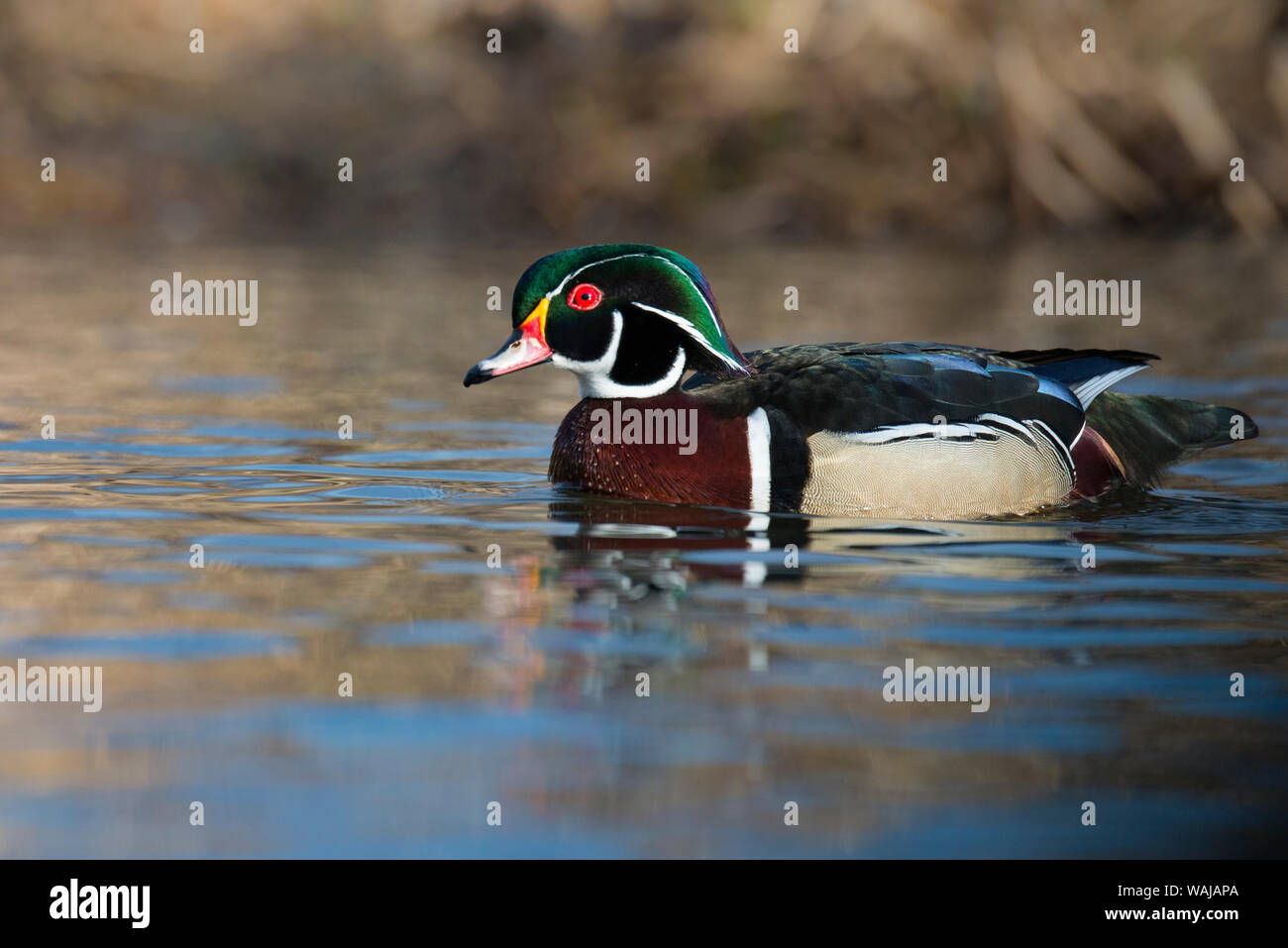 British waterfowl hi-res stock photography and images - Alamy