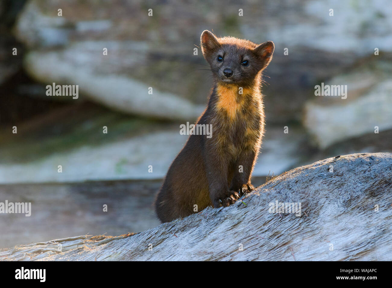 Canada, British Columbia. Pine marten poses on driftwood Stock Photo ...