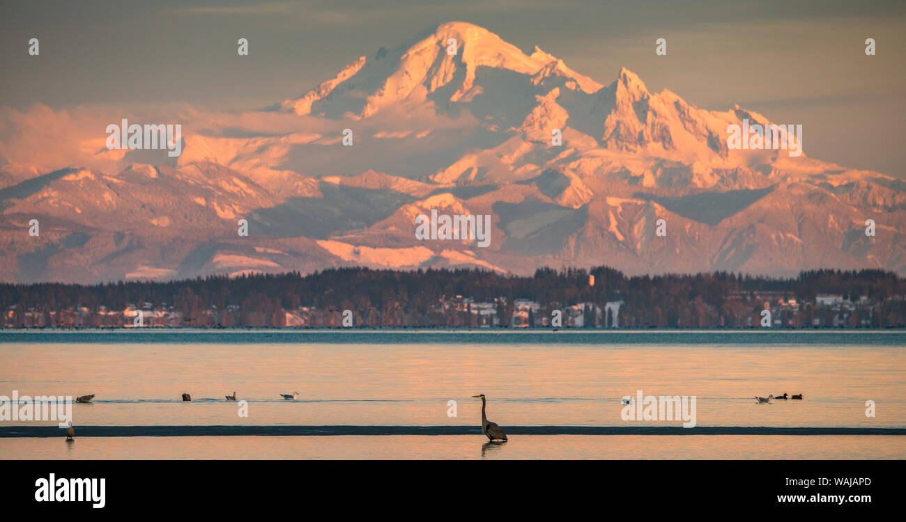 Canada, British Columbia. Boundary Bay, Mount Baker and Great blue ...