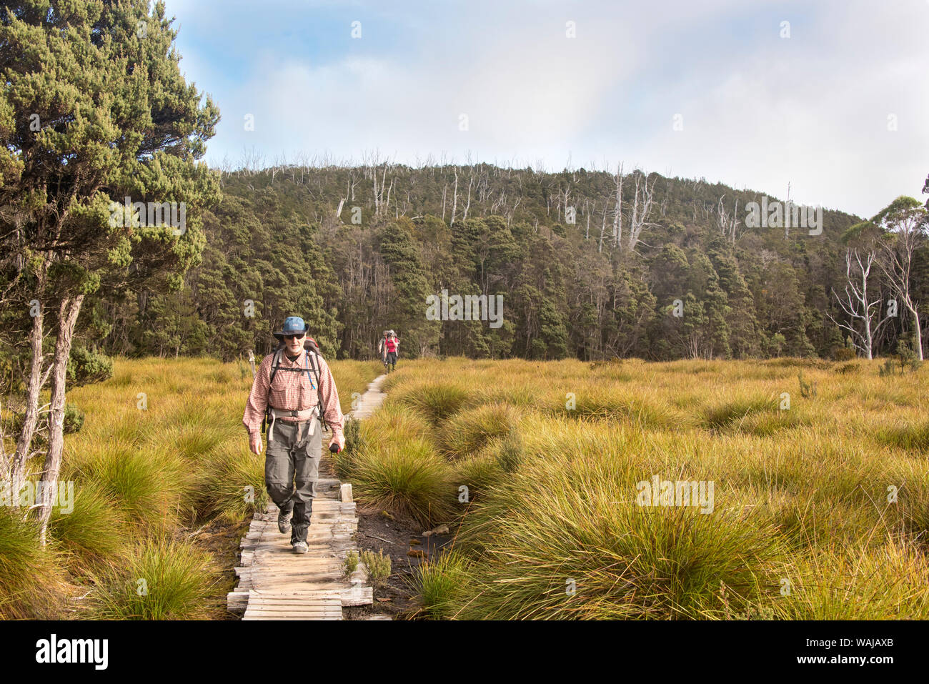Australia, Tasmania. Cradle Mountain-Lake St. Clair National Park ...
