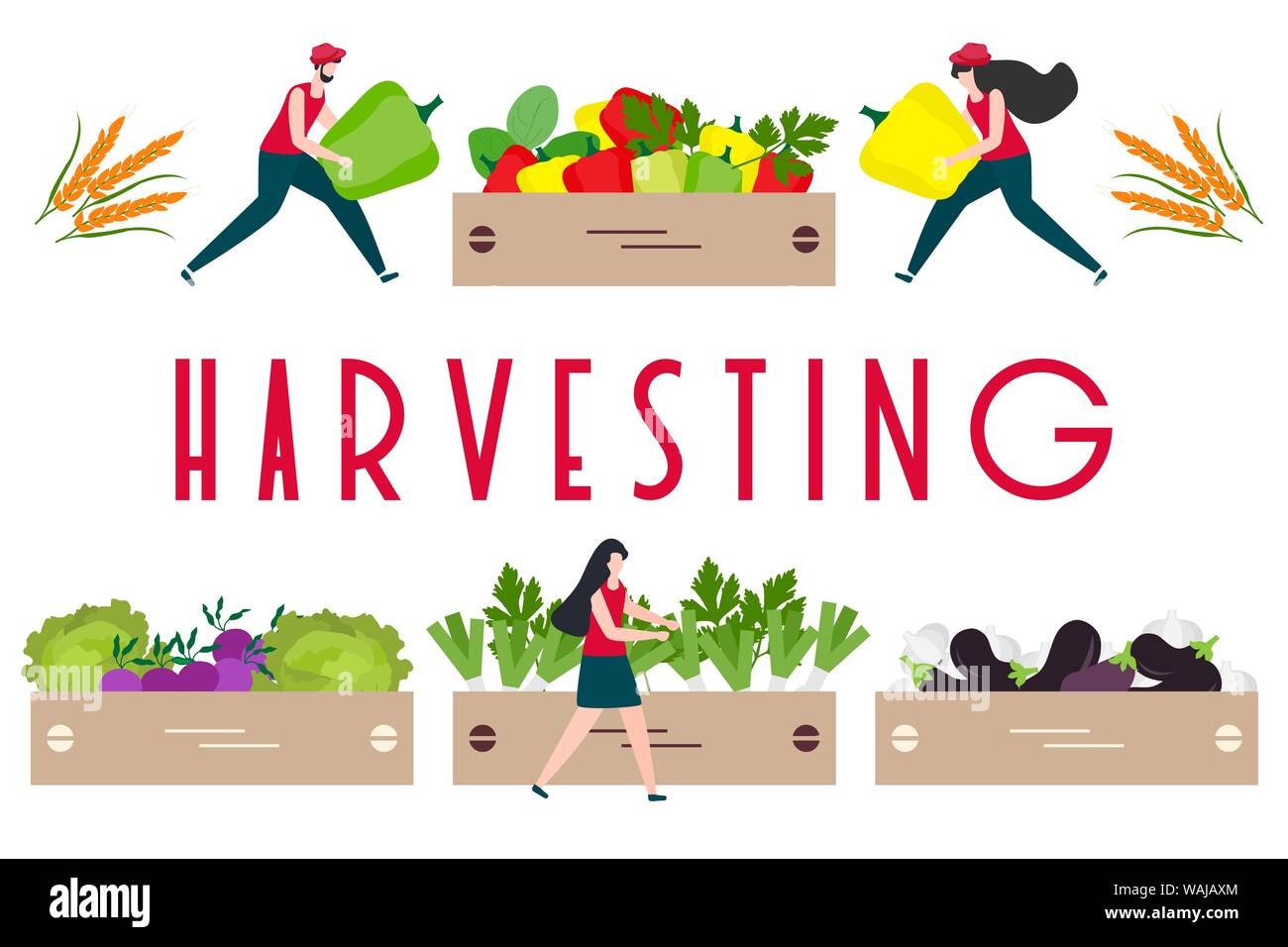 Vector illustration with people harvesting vegetables, boxes ...