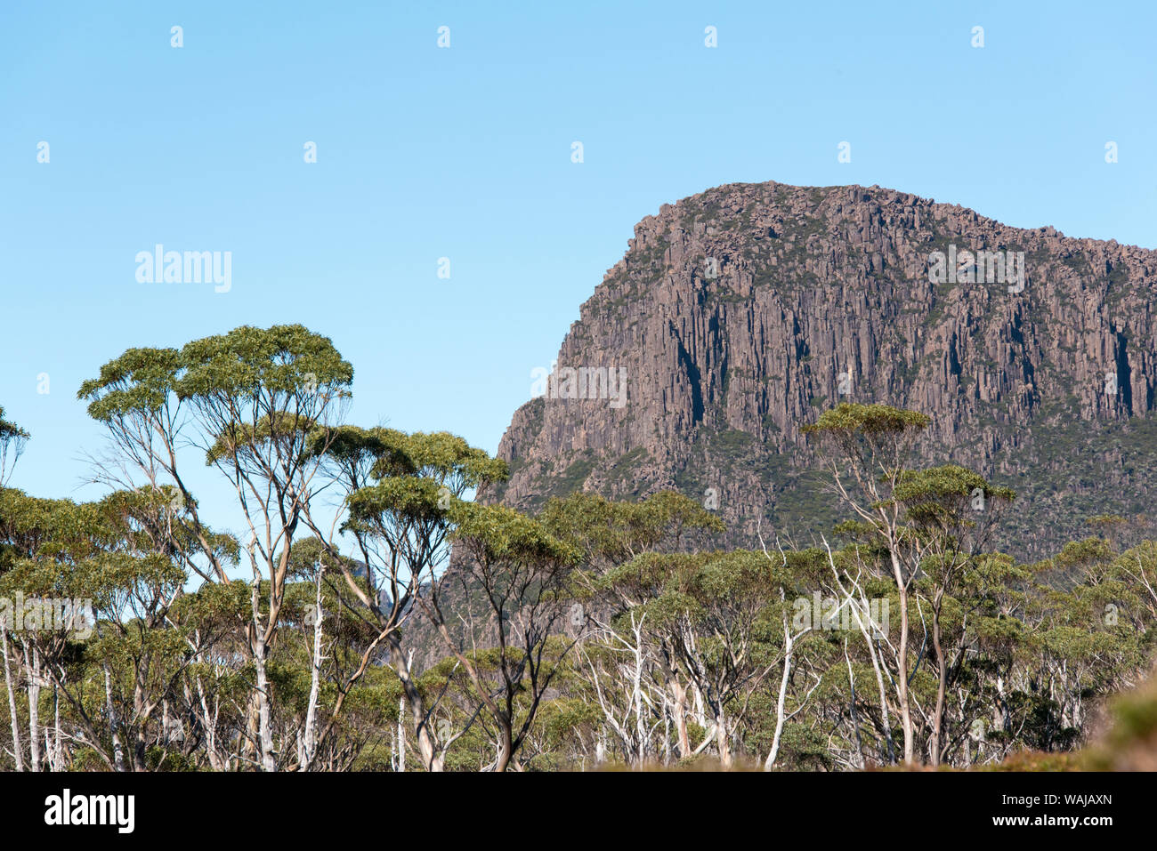 Australia, Tasmania. Cradle Mountain-Lake St. Clair National Park ...