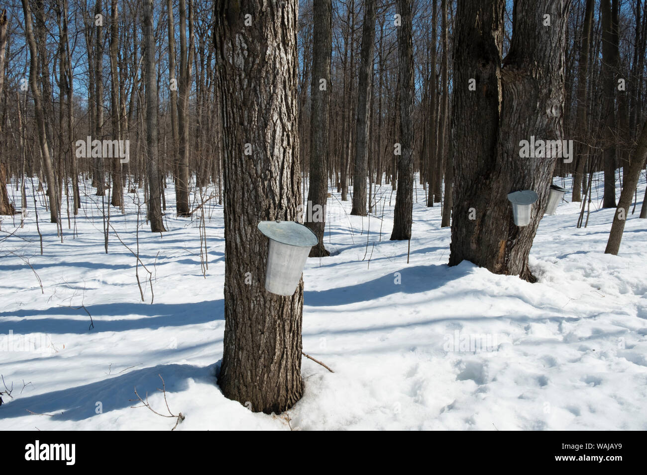 Forest with trees with buckets for maple sugar sap collection, Morgan ...