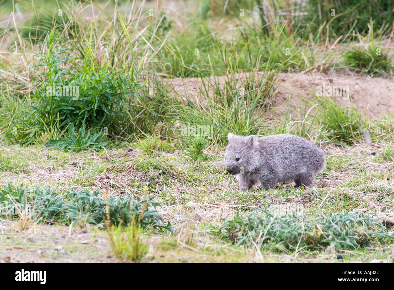 Australia, Tasmania. Juvenile wombat Maria Island National Park Stock ...