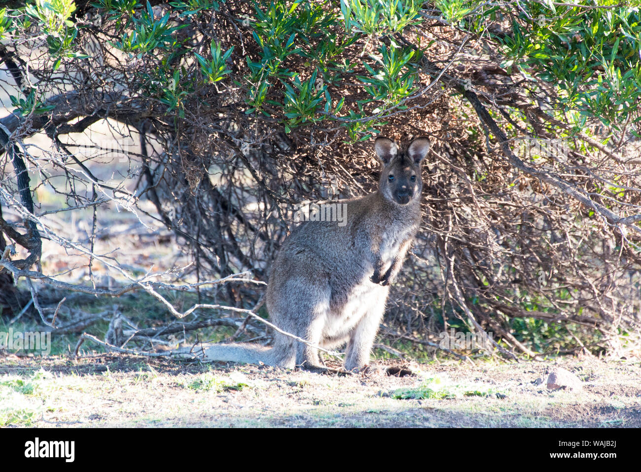 Australia, Tasmania, Maria Island National Park. Cute Bennett's wallaby ...