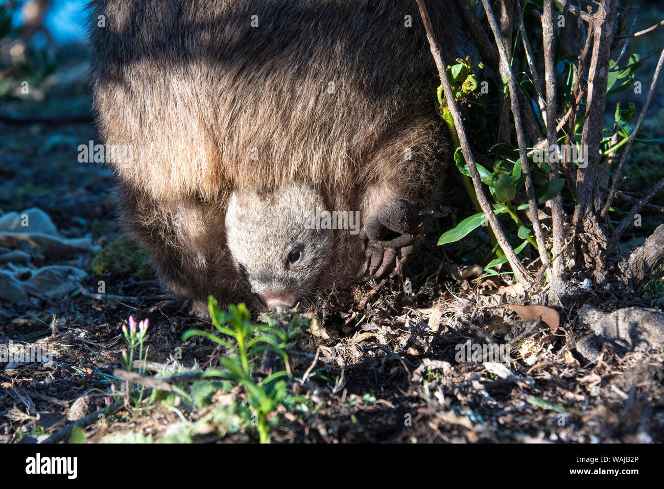 Wombat Baby In Pouch