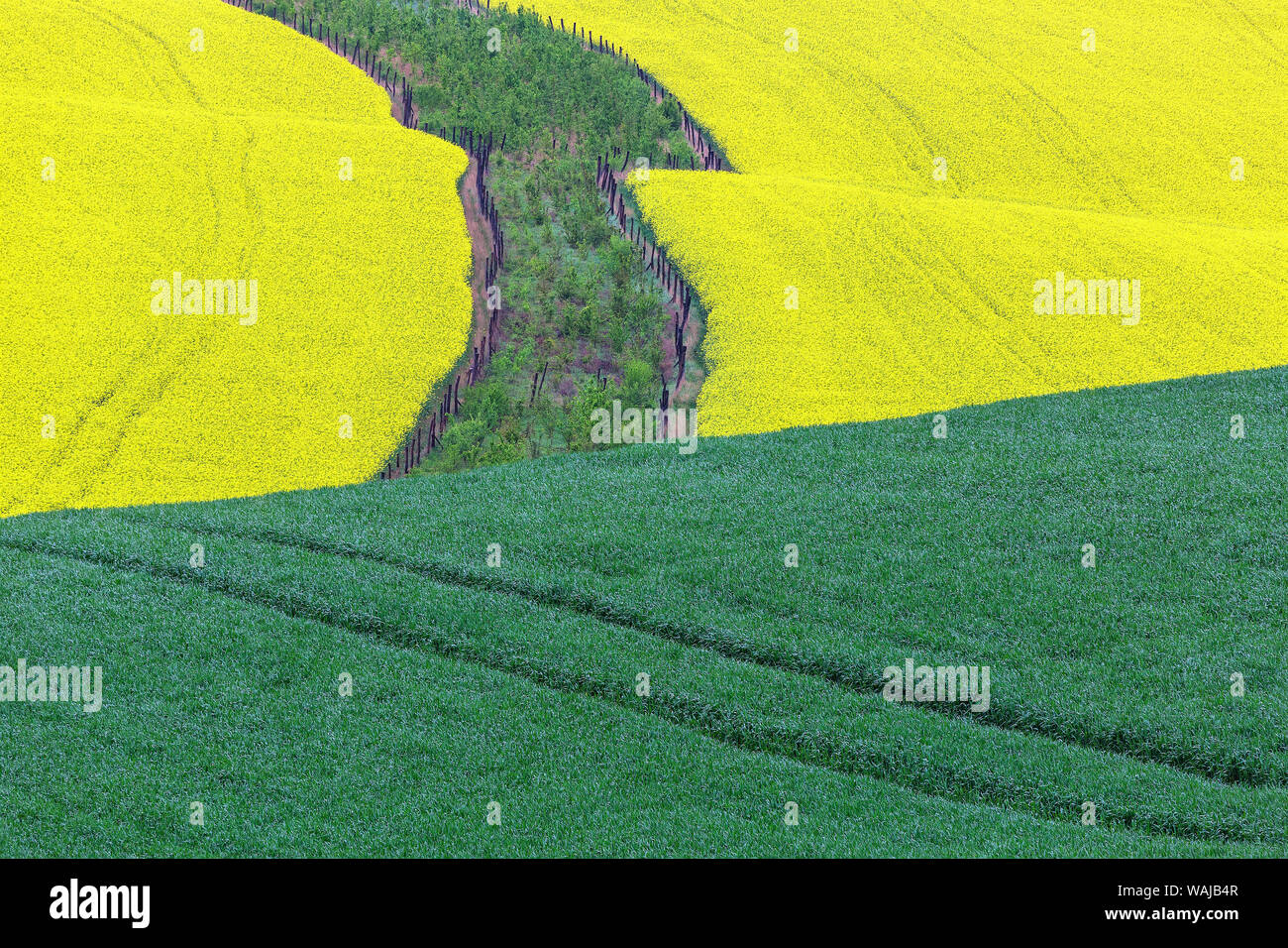 Farm and field of canola hi-res stock photography and images - Alamy