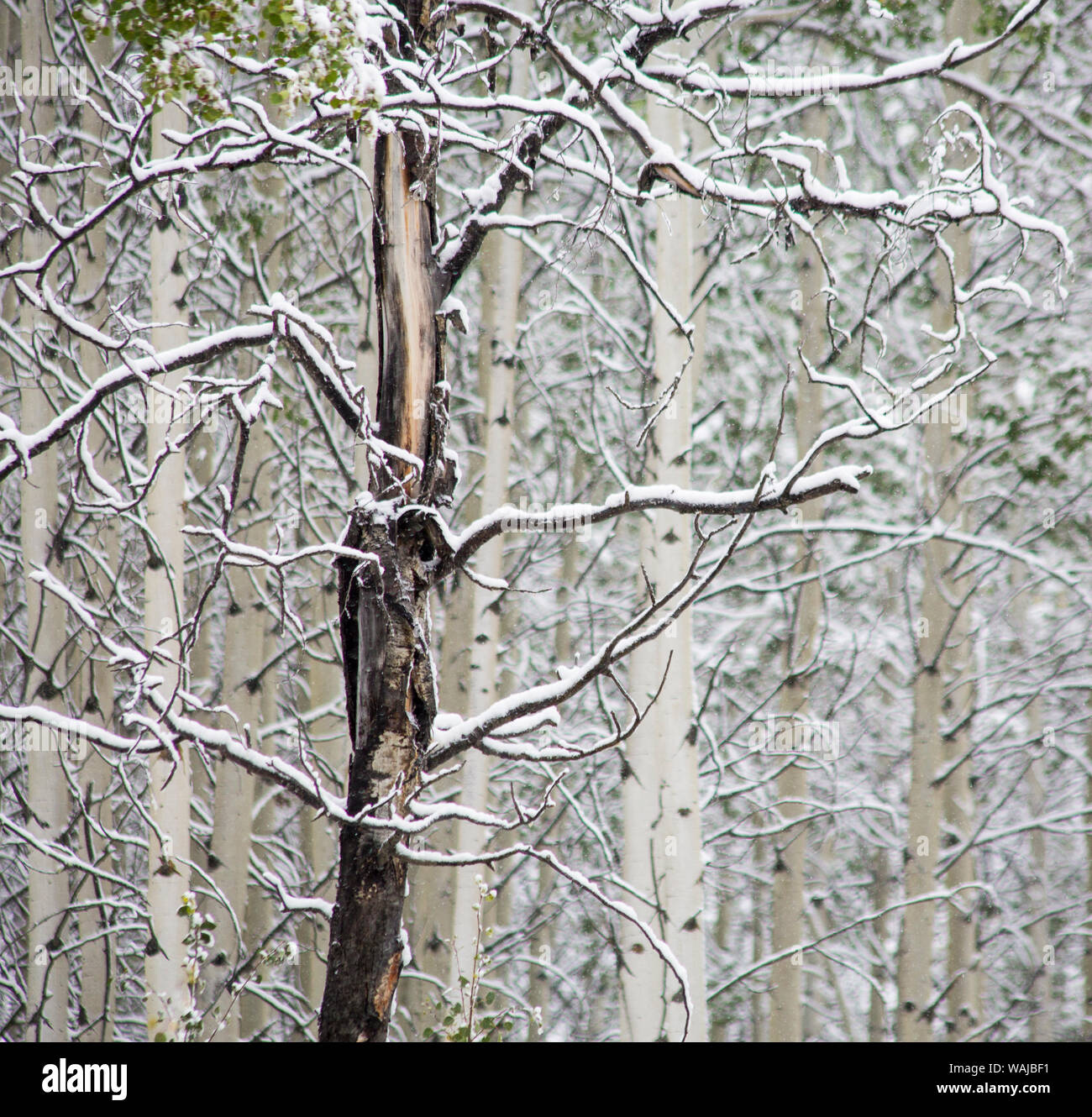 Aspen banff national park hi-res stock photography and images - Alamy